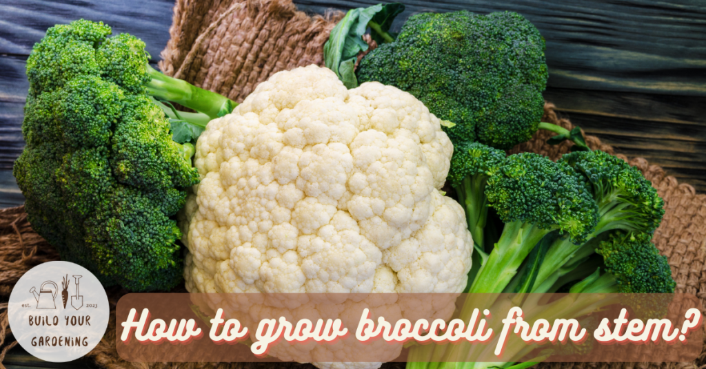How To Grow Broccoli From Stem? - Build Your Gardening